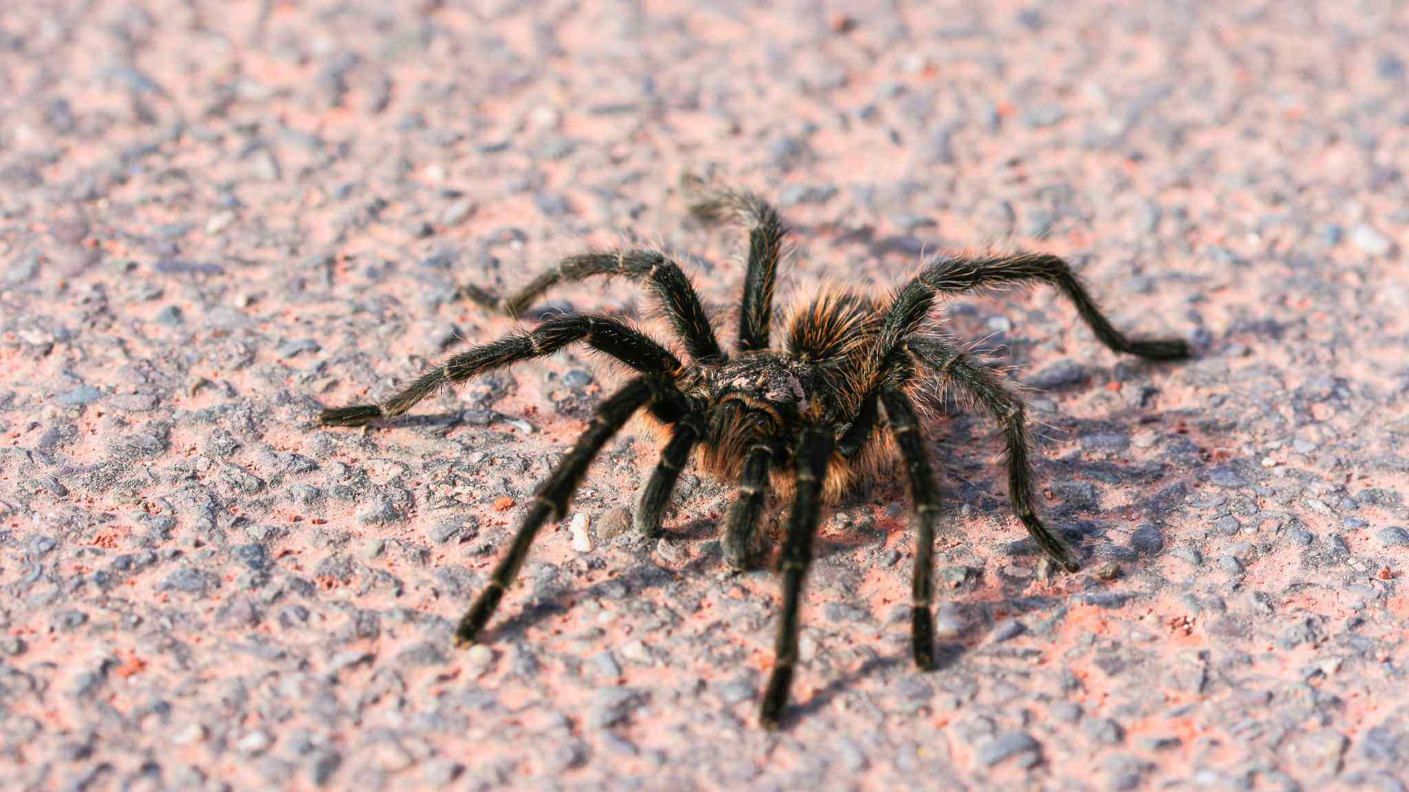First Aid For Australian Spider Bites | The First Aid Nest