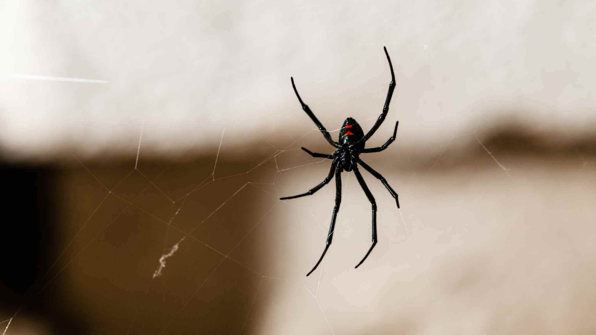 First Aid For Australian Spider Bites | The First Aid Nest