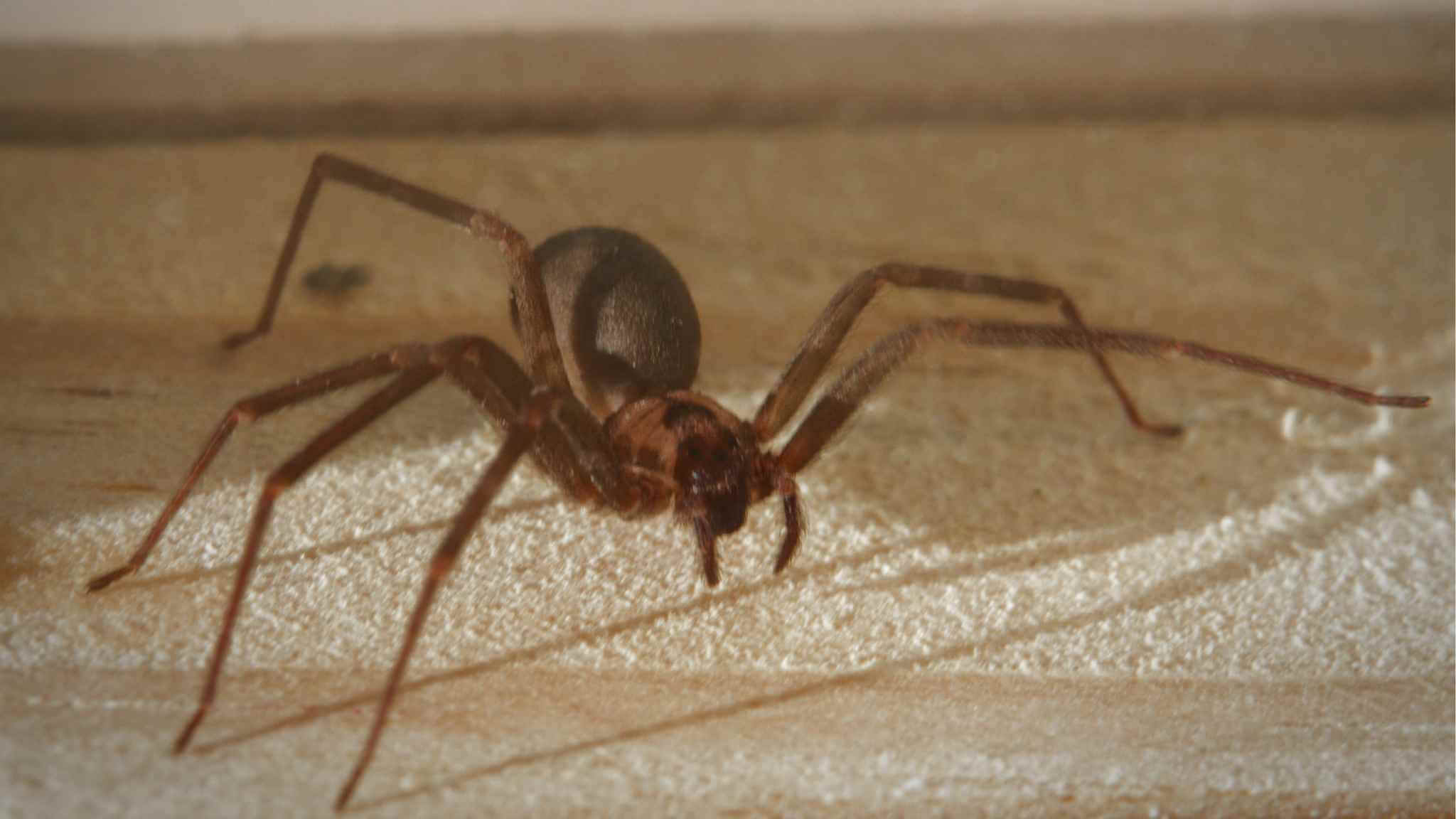 First Aid For Australian Spider Bites | The First Aid Nest