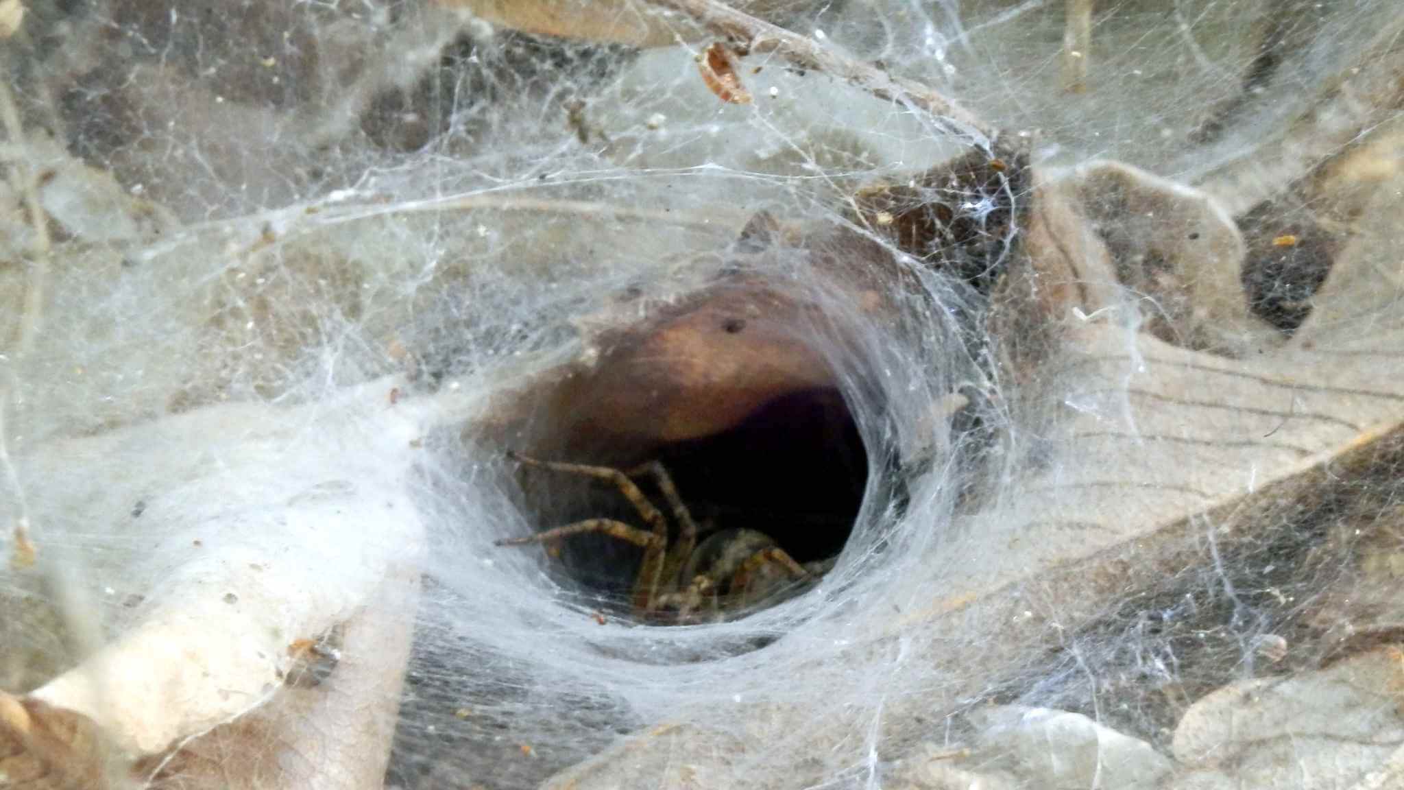 First Aid For Australian Spider Bites | The First Aid Nest