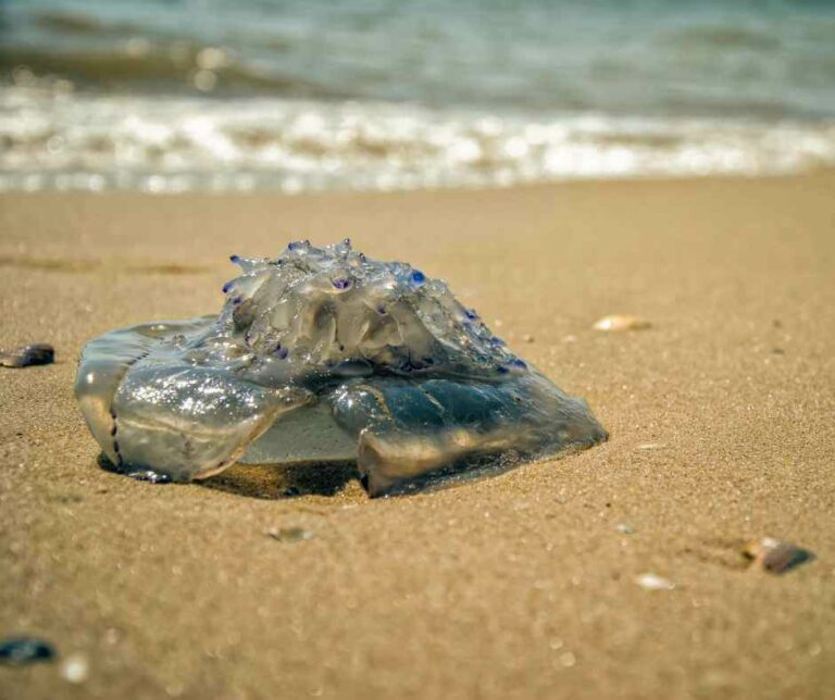 First Aid For Jellyfish Stings In Children | The First Aid Nest, Kids ...